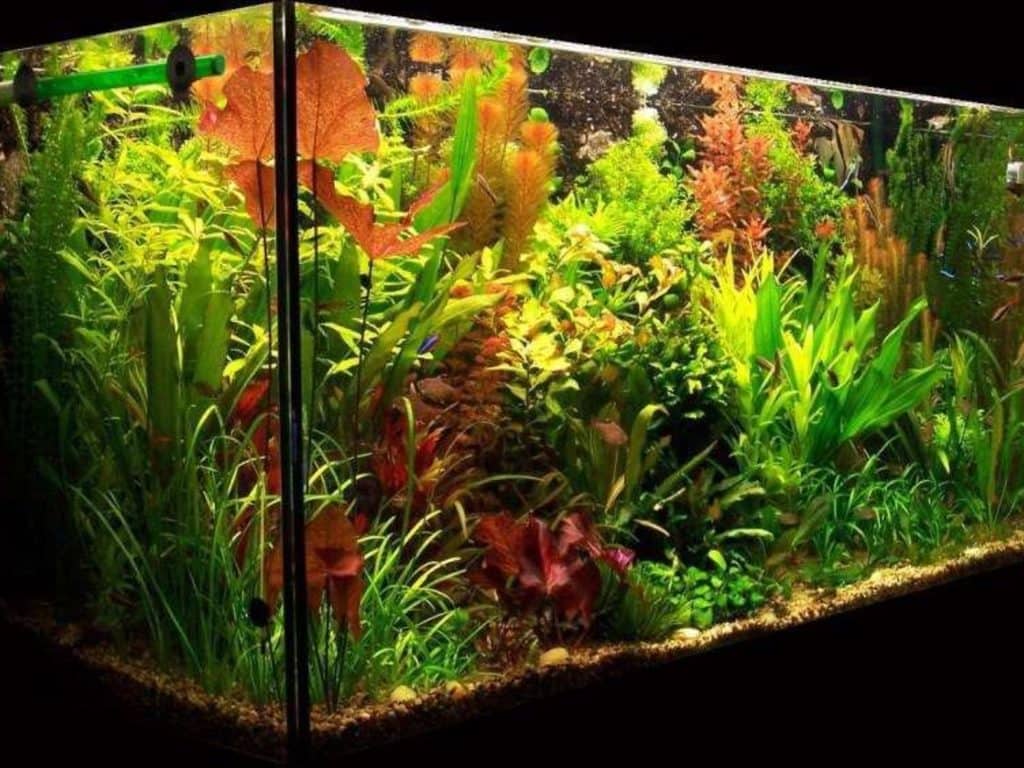 Moving Fish Tank? Perth Experts: Emmanuel Transport's Guide